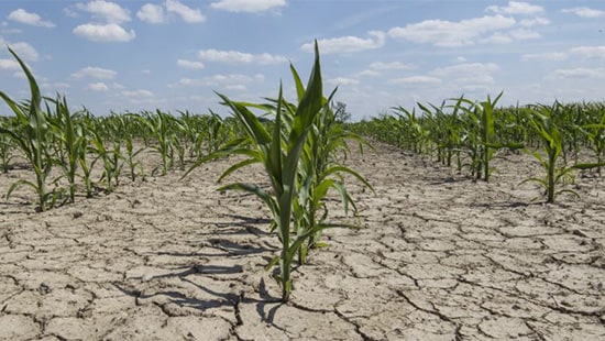 Saving and Improving the Ethanol Production Process | Ecolab